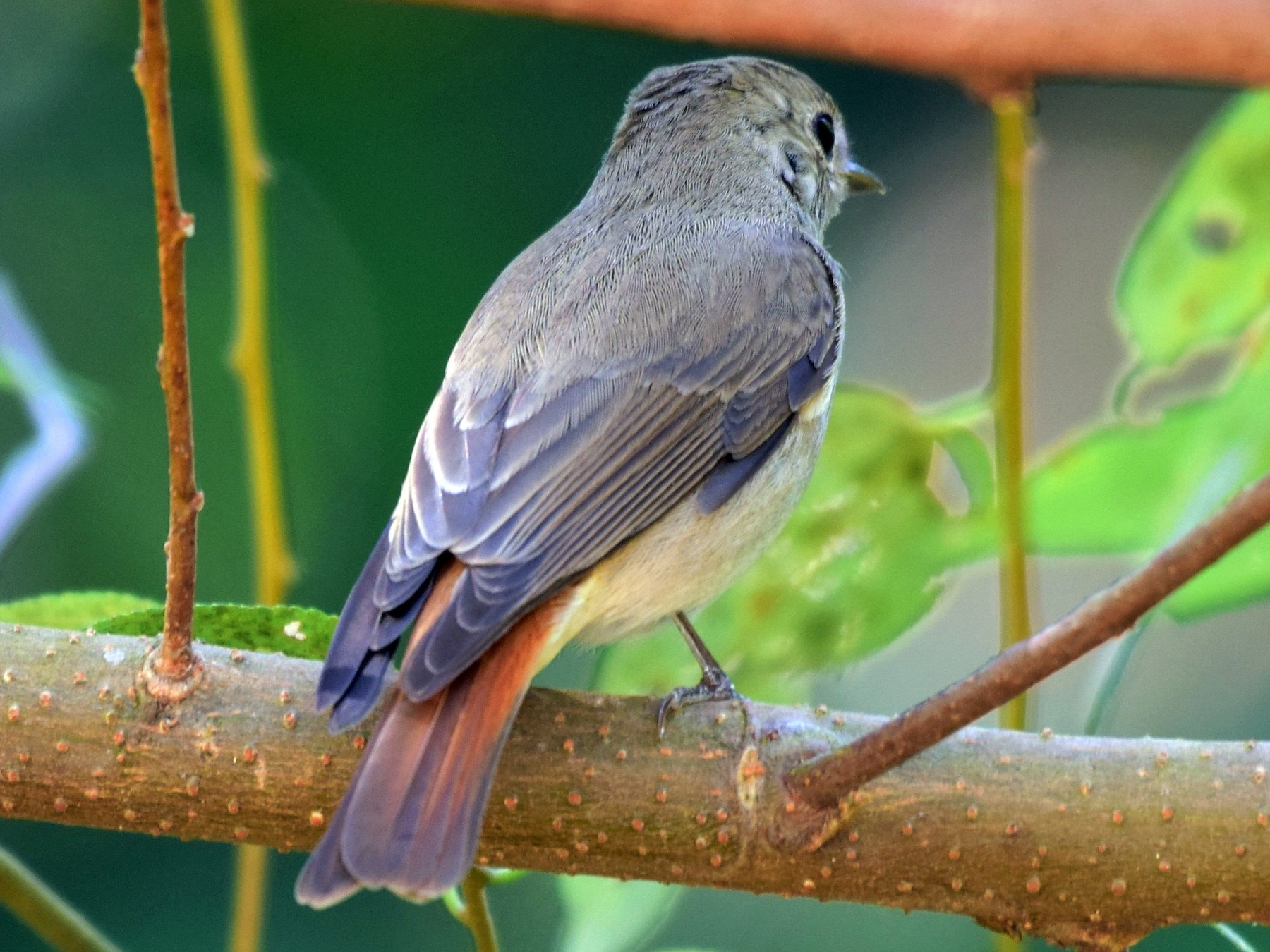 Rusty-tailed Flycatcher - eBird