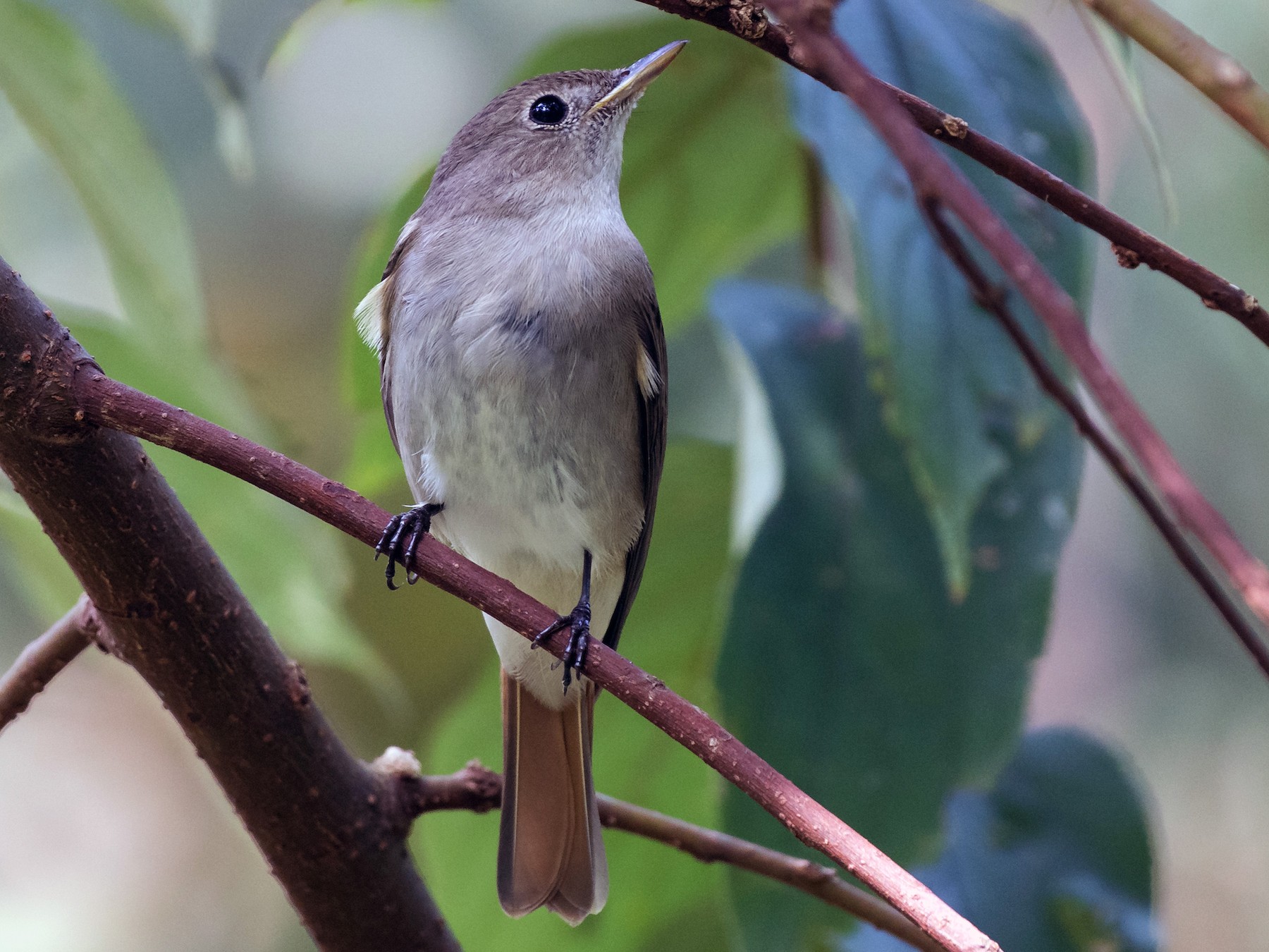 Rusty-tailed Flycatcher - eBird