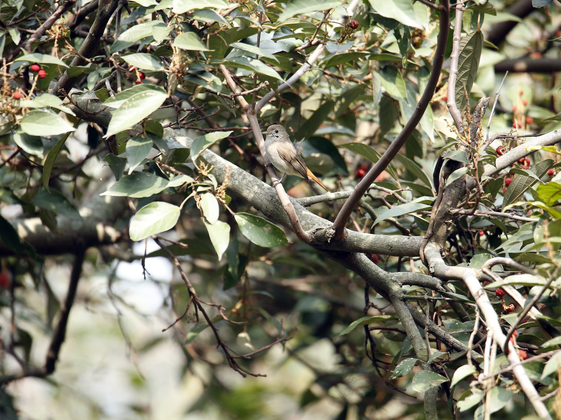 Rusty-tailed Flycatcher - eBird