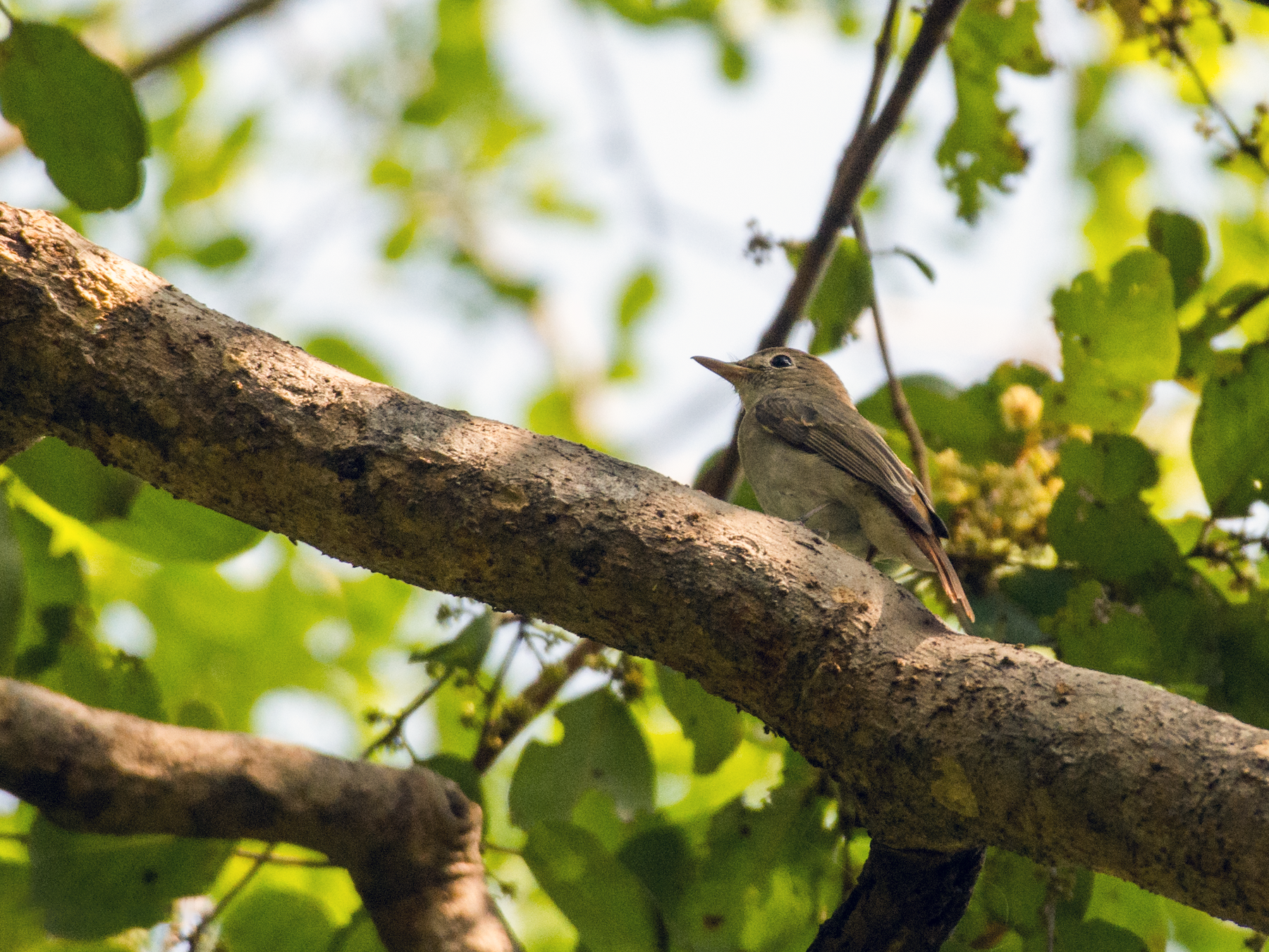 Rusty-tailed Flycatcher - eBird