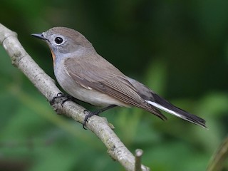 Taiga Flycatcher - Great Backyard Bird Count