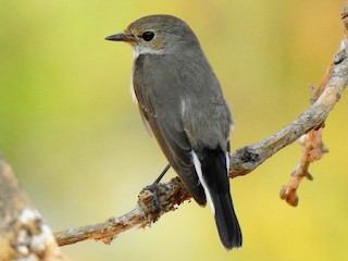 Taiga Flycatcher - Great Backyard Bird Count