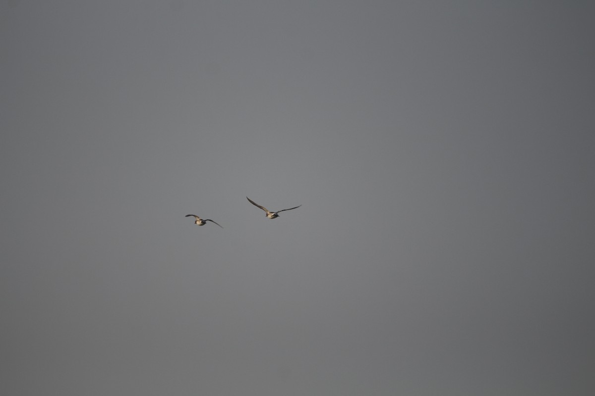 eBird India Checklist - 14 Apr 2019 - Pulicat Lake (TN section) - 10 ...