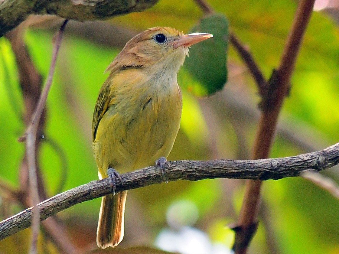 Golden-fronted Greenlet - eBird