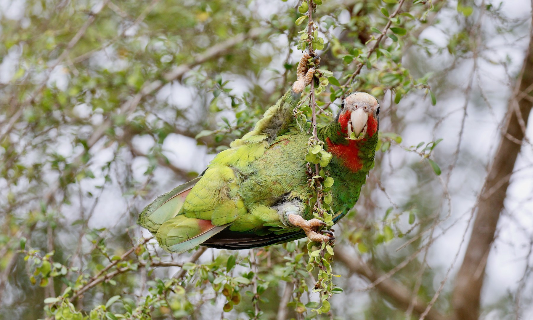 Cotorra cubana (caymanensis/hesterna) - eBird