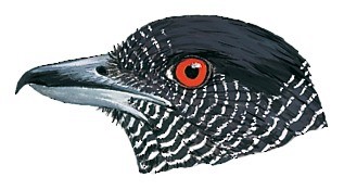 Fasciated Antshrike - Cymbilaimus lineatus - Birds of the World