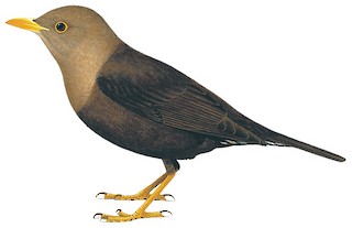 Tasman Sea Island-Thrush - Turdus poliocephalus - Birds of the World