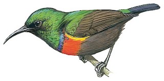Olive-bellied Sunbird - Cinnyris chloropygius - Birds of the World