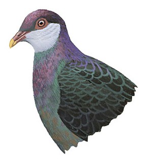 Metallic Pigeon - Columba vitiensis - Birds of the World