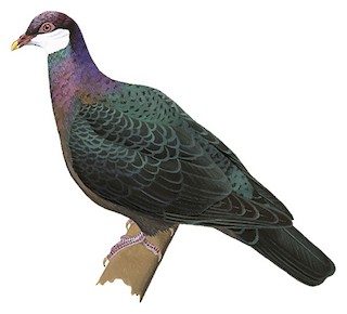 Metallic Pigeon - Columba vitiensis - Birds of the World