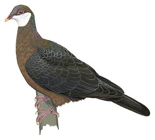 Metallic Pigeon - Columba vitiensis - Birds of the World