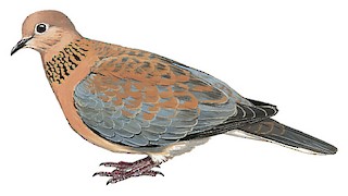 Laughing Dove - Spilopelia senegalensis - Birds of the World
