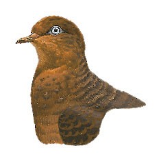 Little Cuckoo-Dove - Macropygia ruficeps - Birds of the World