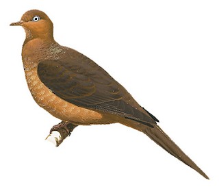 Little Cuckoo-Dove - Macropygia ruficeps - Birds of the World