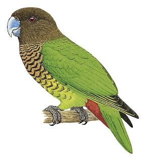 Modest Tiger-Parrot - Psittacella modesta - Birds of the World