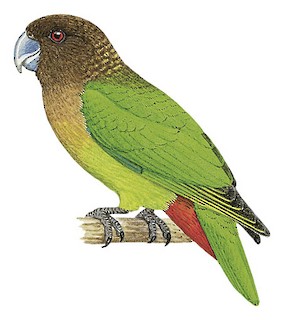 Modest Tiger-Parrot - Psittacella modesta - Birds of the World