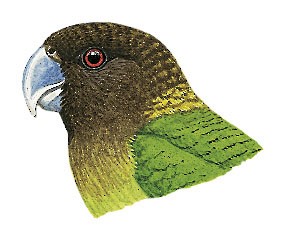 Modest Tiger-Parrot - Psittacella modesta - Birds of the World
