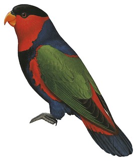 Black-capped Lory - Lorius lory - Birds of the World