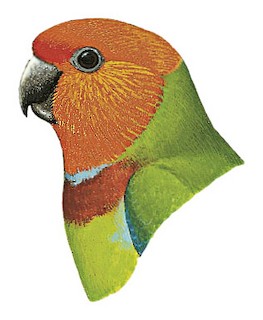 Large Fig-Parrot - Cyclopsitta desmarestii - Birds of the World