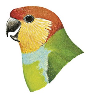 Large Fig-Parrot - Cyclopsitta desmarestii - Birds of the World
