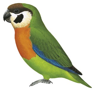 Psittaculidae - Old World Parrots - Birds of the World