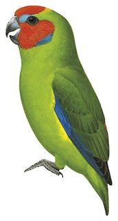 Psittaculidae - Old World Parrots - Birds of the World