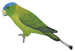 Blue-crowned Racquet-tail - Prioniturus discurus - Birds of the World