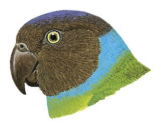 Red-cheeked Parrot - Geoffroyus geoffroyi - Birds of the World