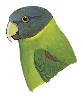 Blossom-headed Parakeet - Psittacula roseata - Birds of the World