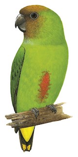 Yellow-capped Pygmy-Parrot - Micropsitta keiensis - Birds of the World