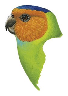 Buff-faced Pygmy-Parrot - Micropsitta pusio - Birds of the World