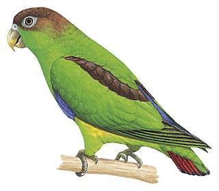 Sapphire-rumped Parrotlet - Touit purpuratus - Birds of the World