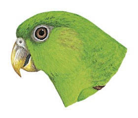 Sapphire-rumped Parrotlet - Touit purpuratus - Birds of the World