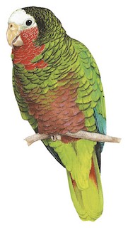 Cuban Amazon - Amazona leucocephala - Birds of the World