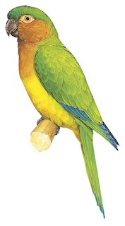 Brown-throated Parakeet - Eupsittula pertinax - Birds of the World