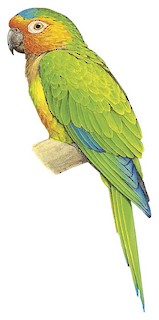Brown-throated Parakeet - Eupsittula pertinax - Birds of the World