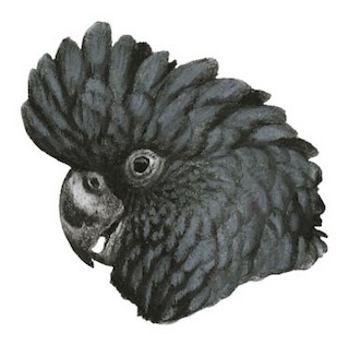 Red-tailed Black-Cockatoo - Calyptorhynchus banksii - Birds of the World