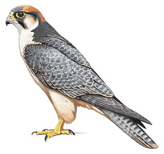 Lanner Falcon - Falco biarmicus - Birds of the World