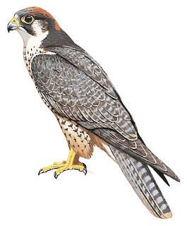 Lanner Falcon - Falco biarmicus - Birds of the World