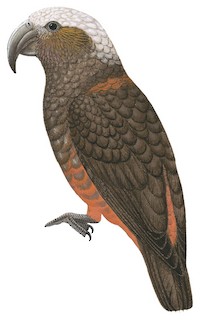 New Zealand Kaka - Nestor meridionalis - Birds of the World