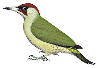 Eurasian Green Woodpecker - Picus viridis - Birds of the World