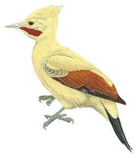 Cream-colored Woodpecker - Celeus flavus - Birds of the World