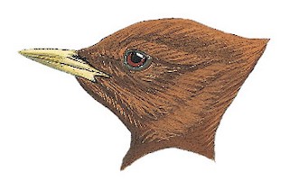 Waved Woodpecker - Celeus undatus - Birds of the World