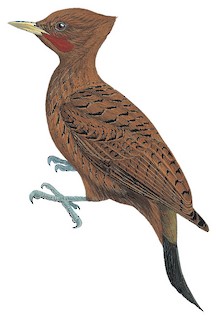 Waved Woodpecker - Celeus undatus - Birds of the World