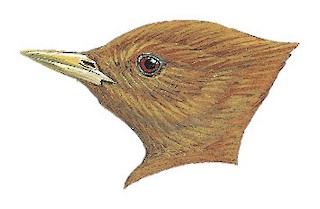 Waved Woodpecker - Celeus undatus - Birds of the World