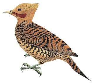 Waved Woodpecker - Celeus undatus - Birds of the World