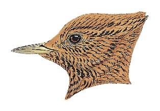 Waved Woodpecker - Celeus undatus - Birds of the World