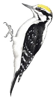 Eurasian Three-toed Woodpecker - Picoides tridactylus - Birds of the World