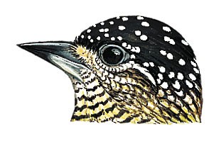 Golden-spangled Piculet - Picumnus exilis - Birds of the World