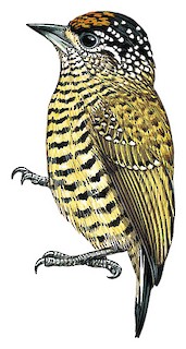 Golden-spangled Piculet - Picumnus exilis - Birds of the World